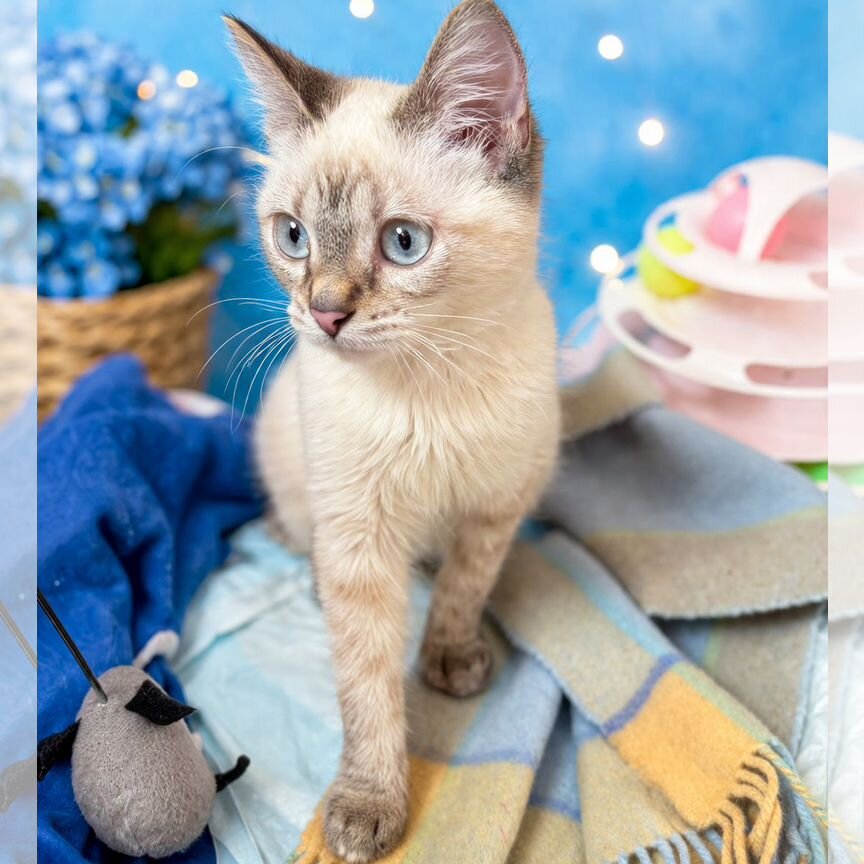 Тайский котёнок