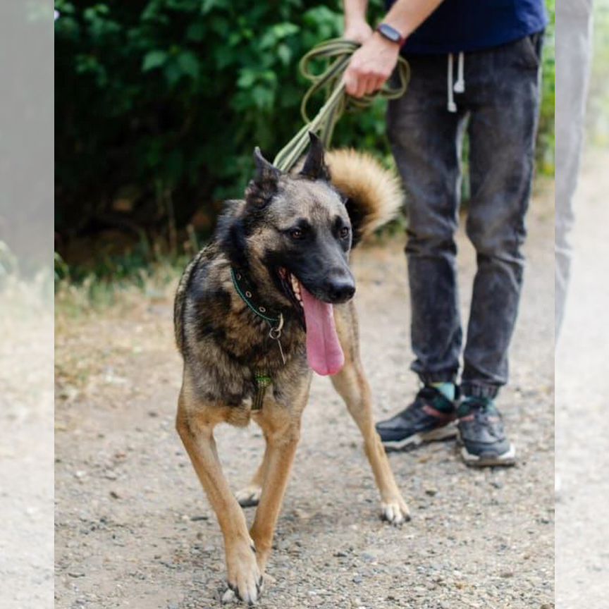 Взрослый пёс в добрые руки