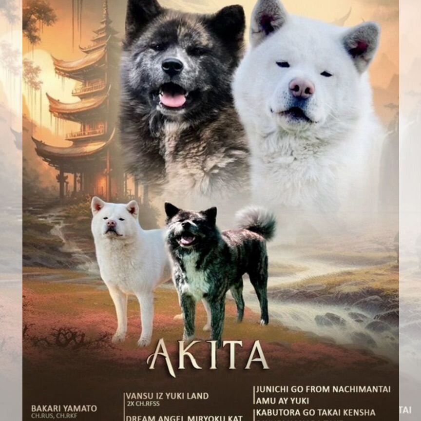 Акита-ину, щенок