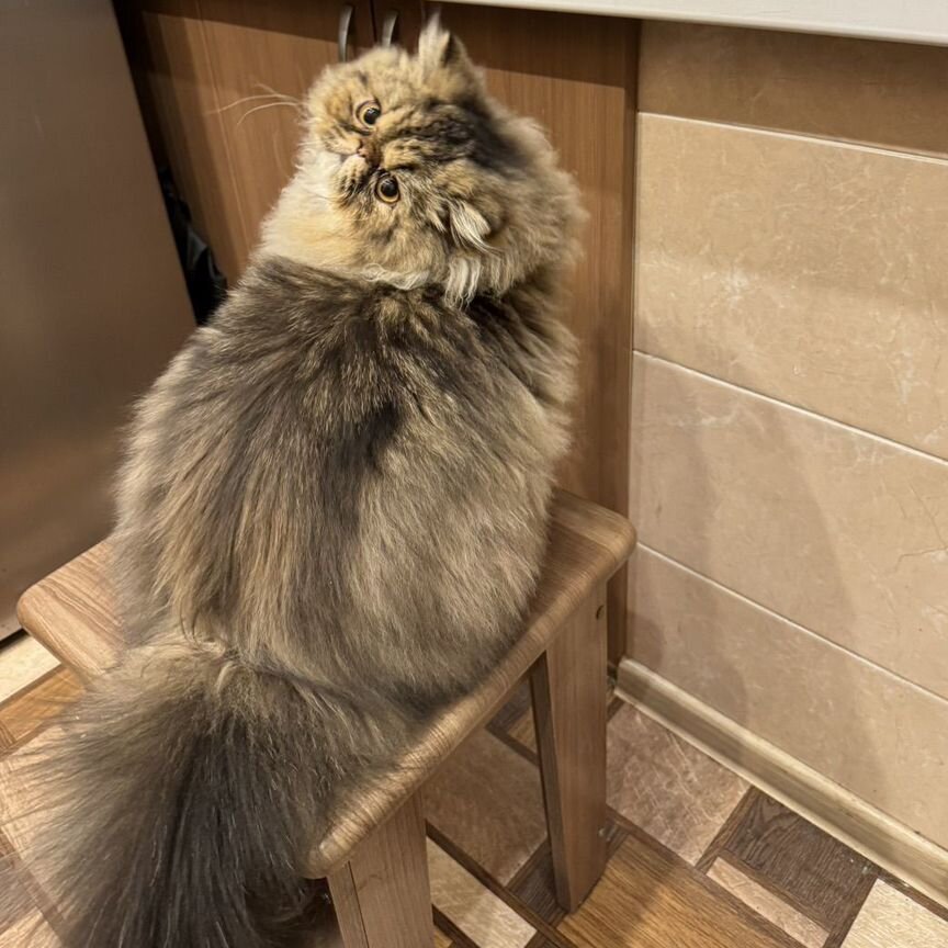 Персидский кот вязка