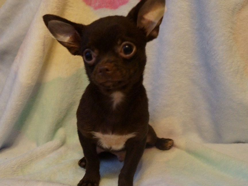 Чишка шоколадный