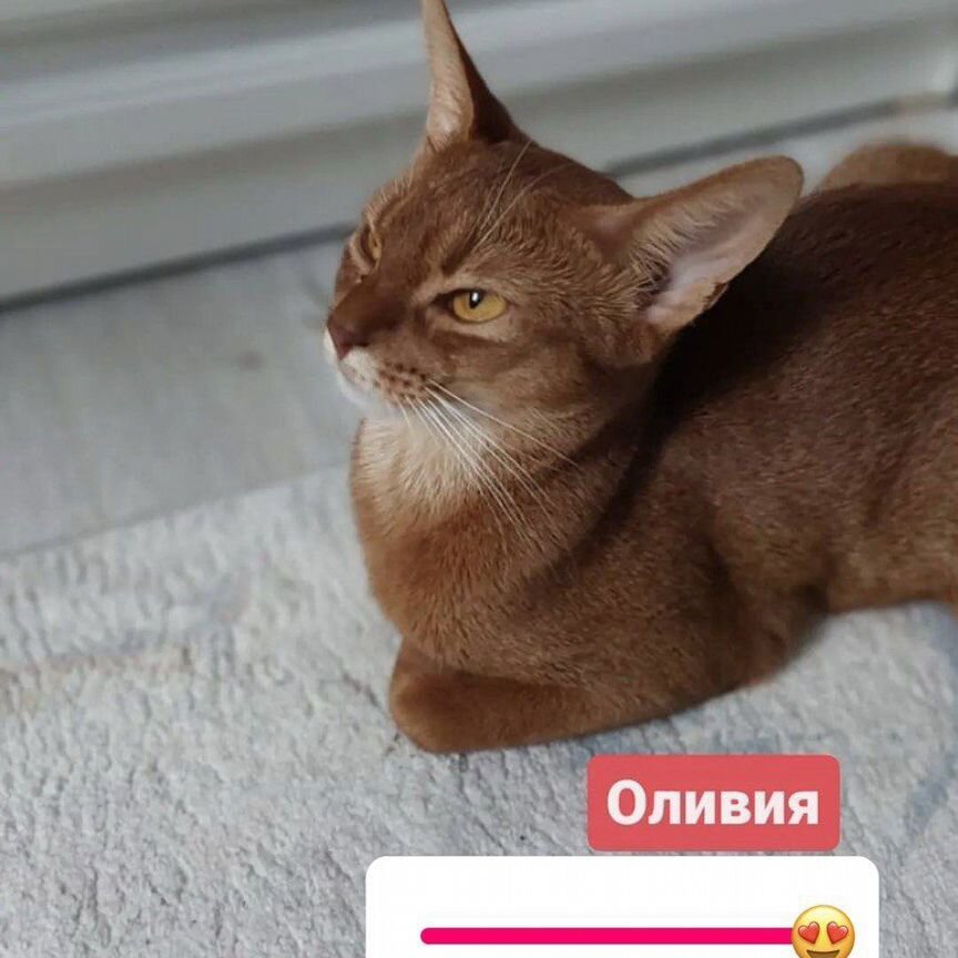 Абиссинские котята