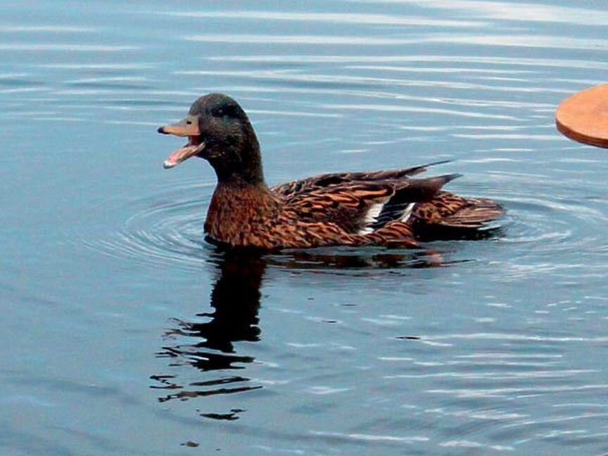 Подсадная утка