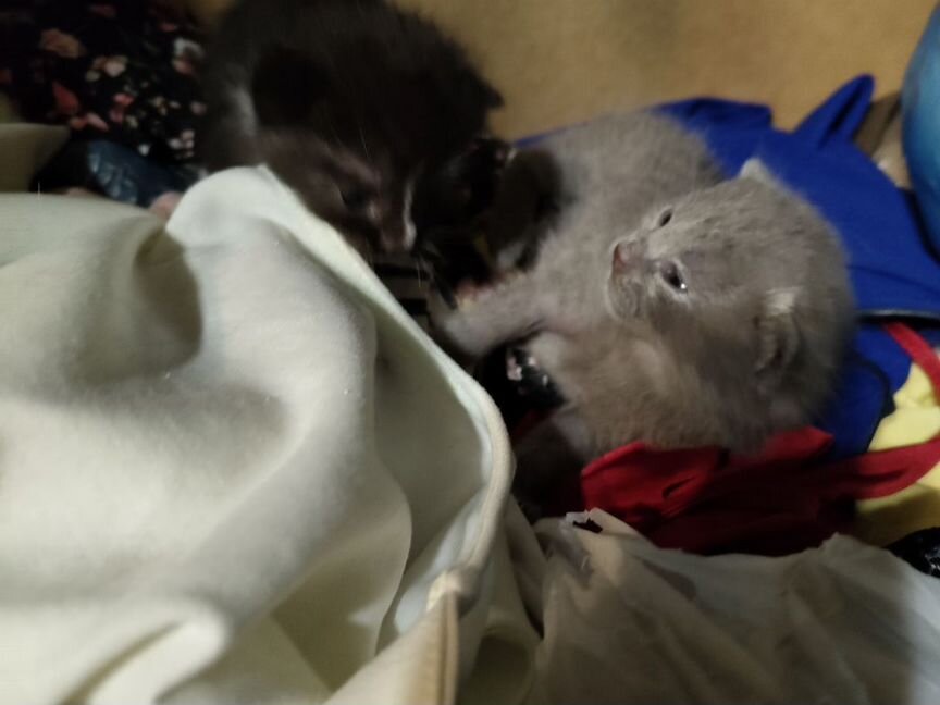 Срочное кормление котят