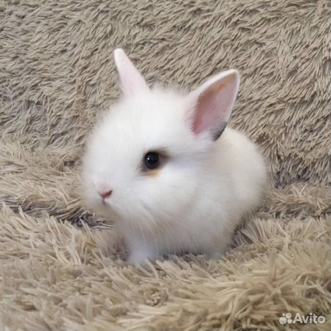 Кролик белый декоративный