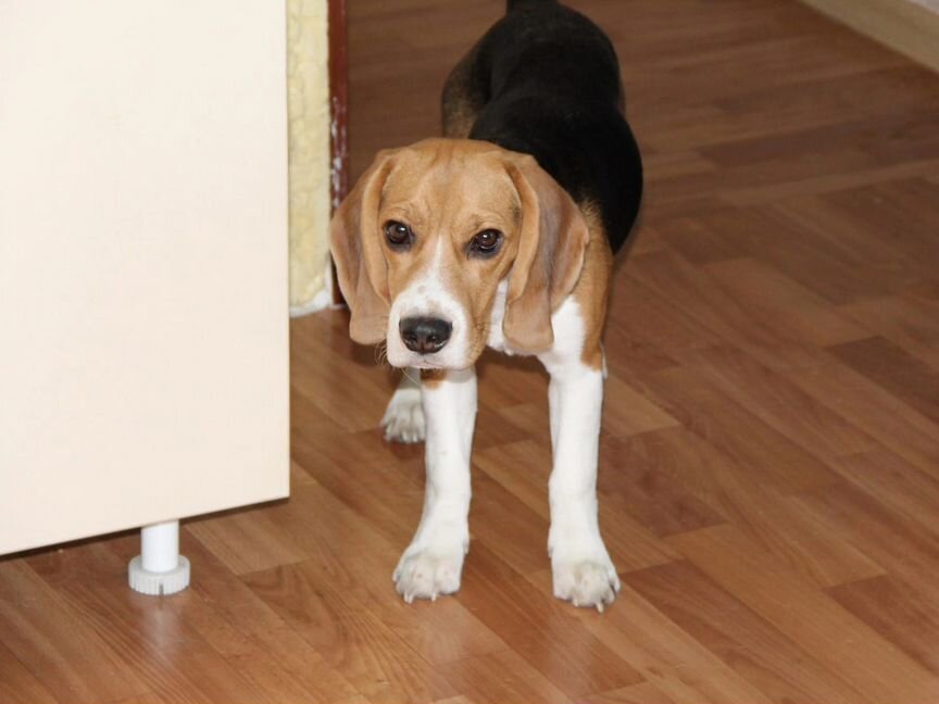 Бигль подросток