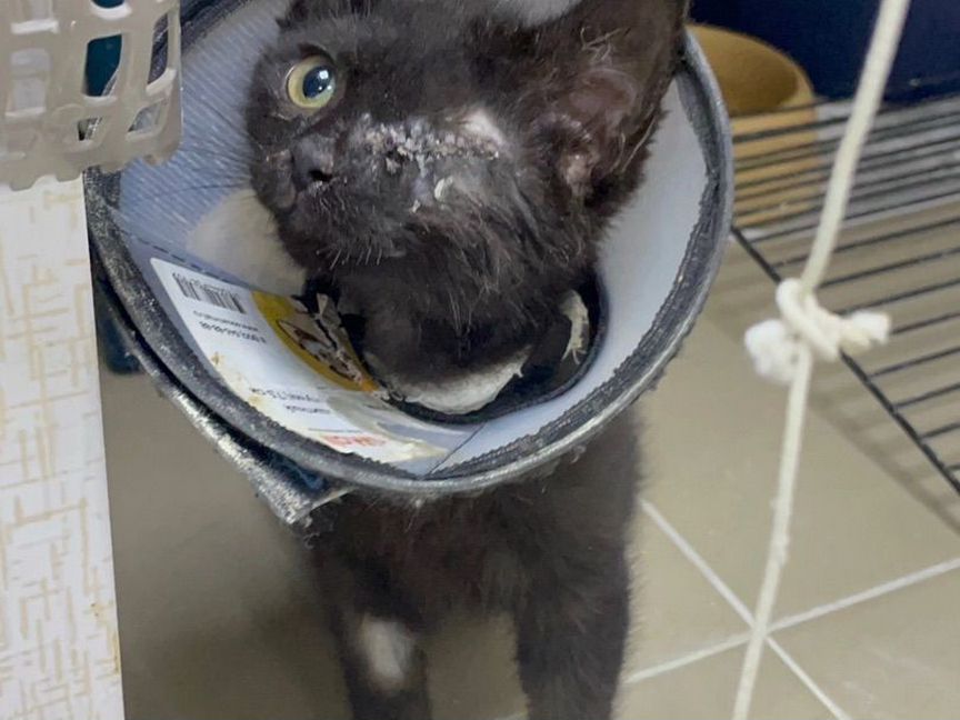 Котенок без глазика