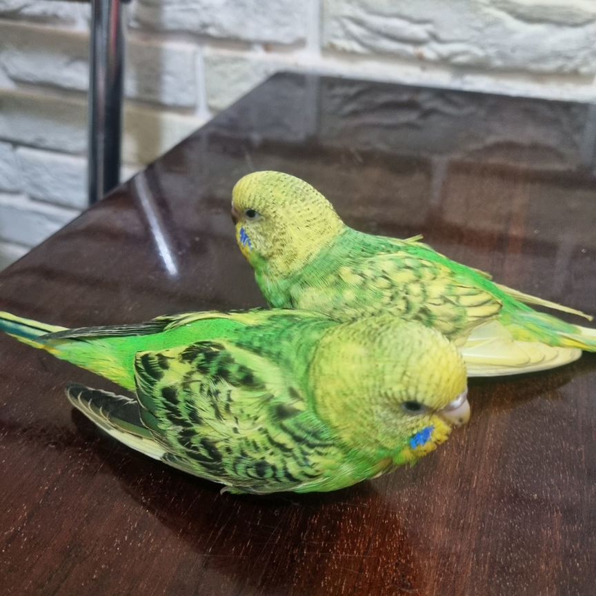 Птенцы волнистый попугай