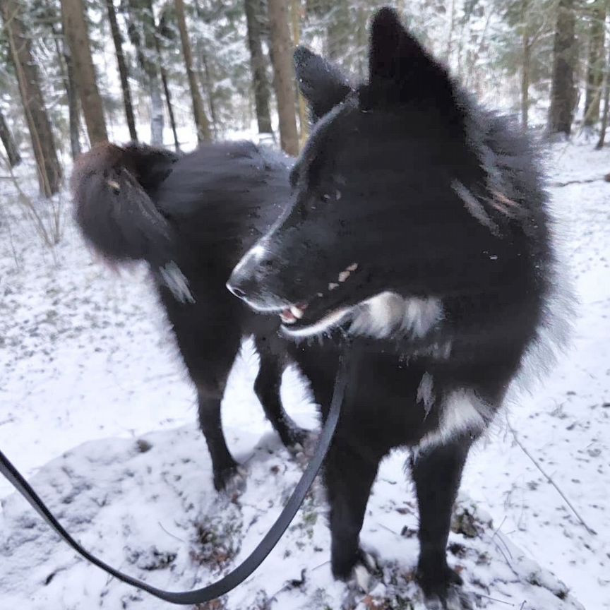 Русско-европейская лайка, взрослая собака