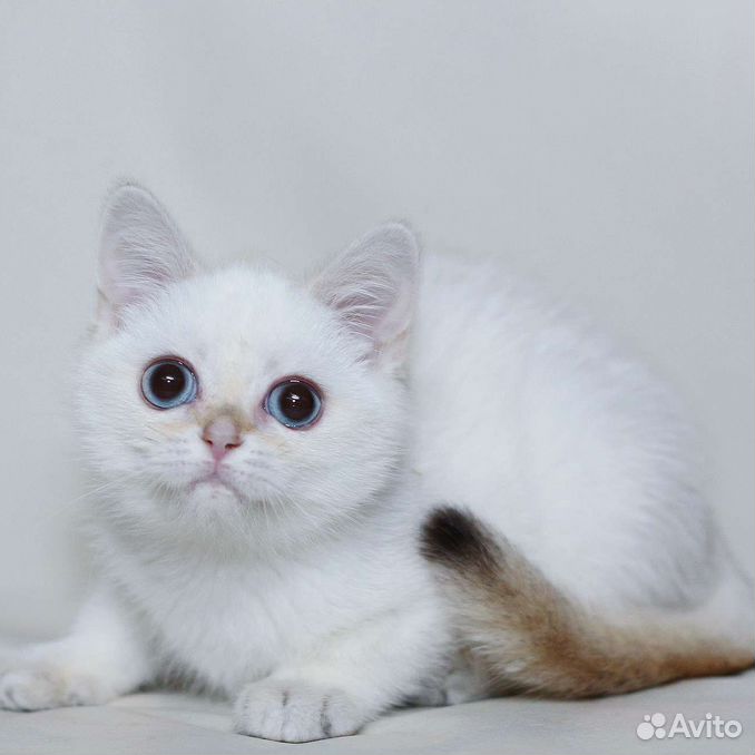 Синеглазая девочка