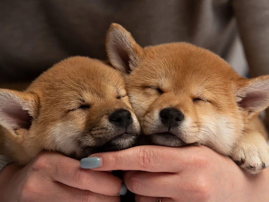 Щенки сиба ину