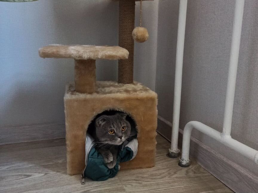 Британский кот