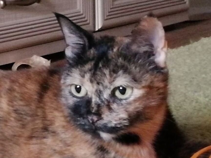 Курносая Кошечка в добрые ручки