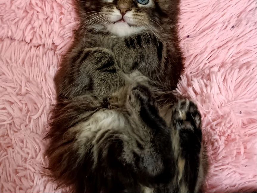 Котята мейн-кун