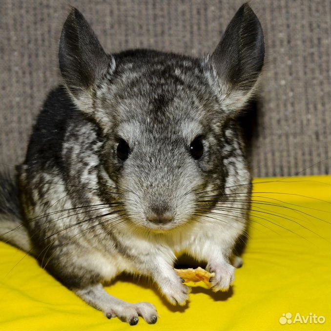 Шиншилла - возраст 2 мес