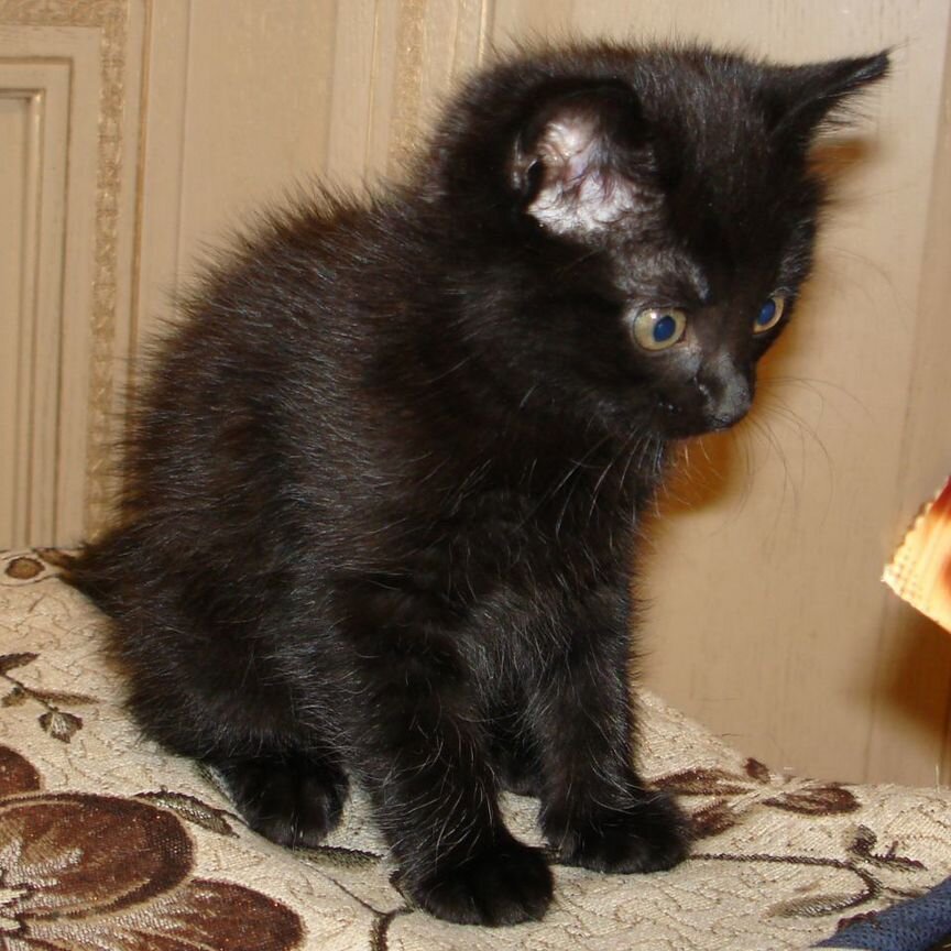 Котёнок от частного владельца