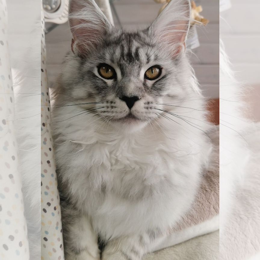 Котенок Мейн кун из питомника