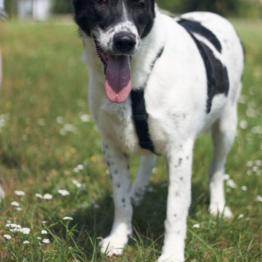 Активный сильный пес из приюта ищет хозяина