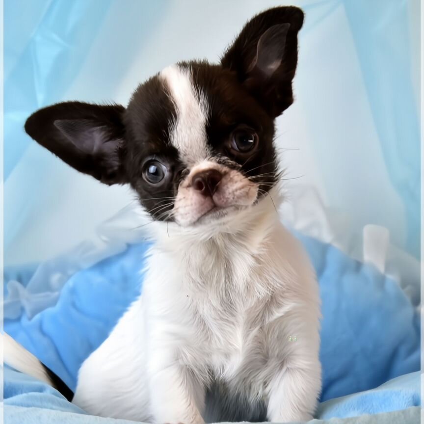 Чихуахуа, щенок