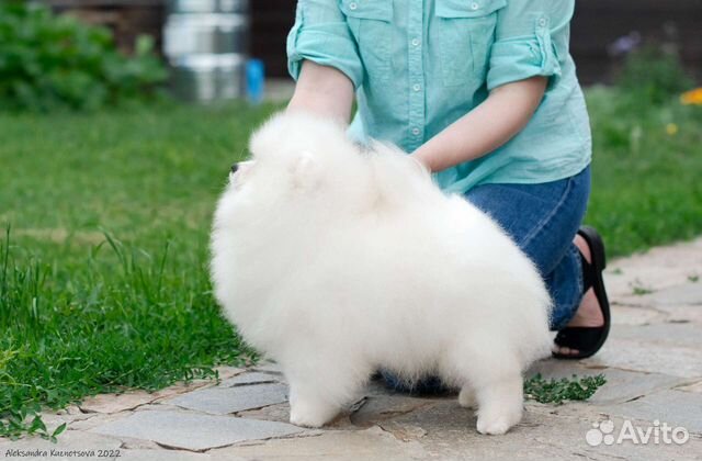 Шикарная белая красотка