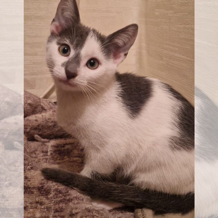 Котята ищут семью