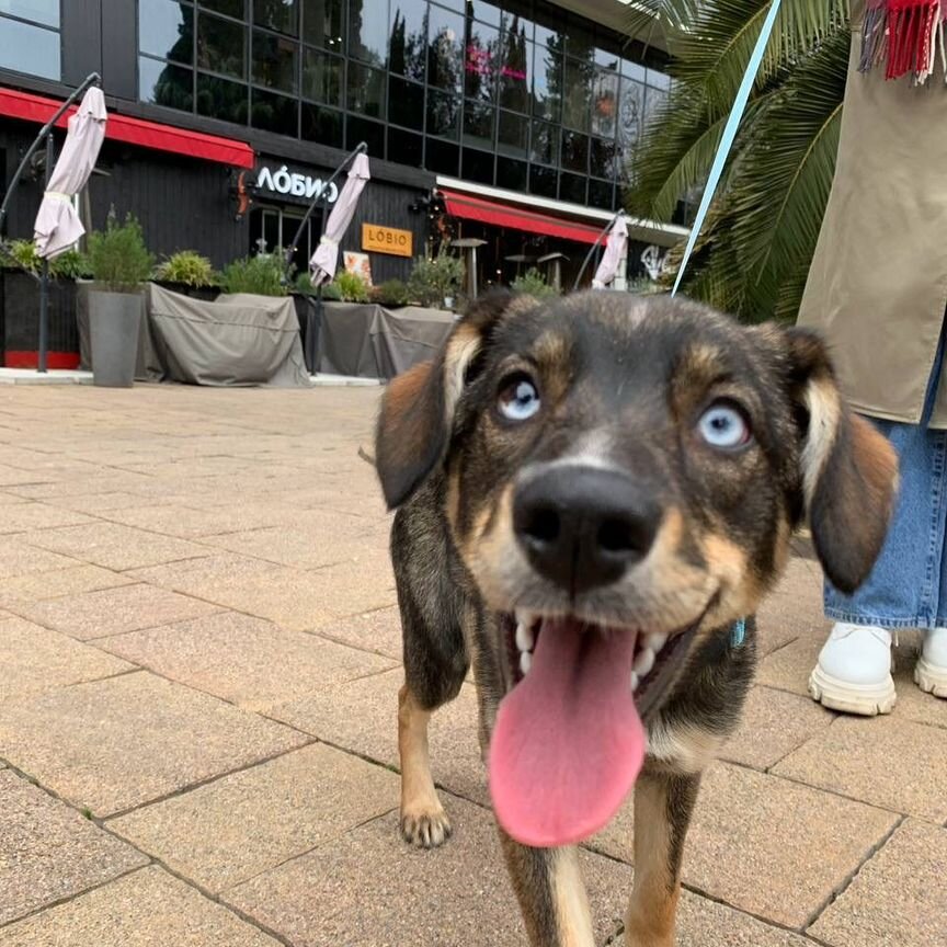 Собака с голубыми глазами в добрые руки