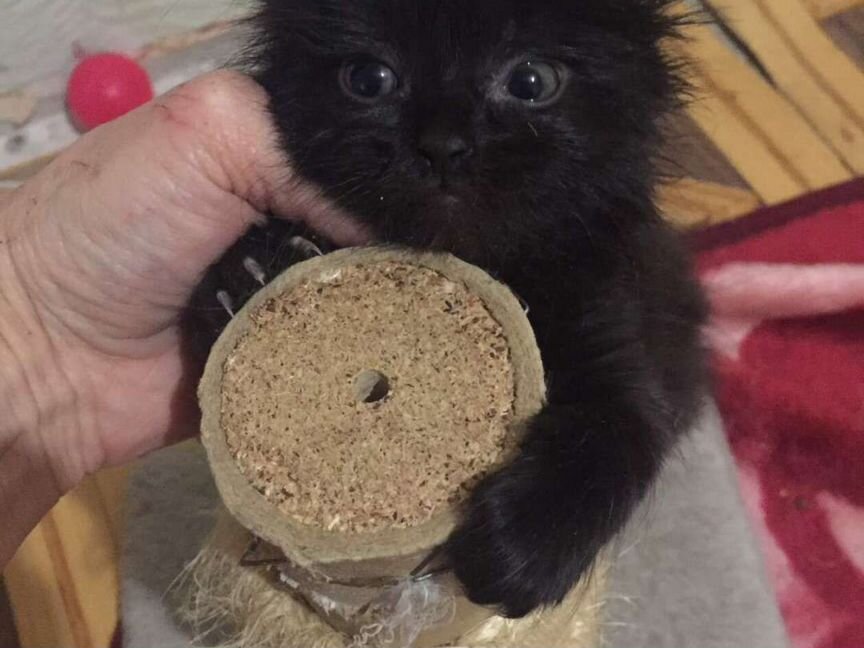 Британские котята