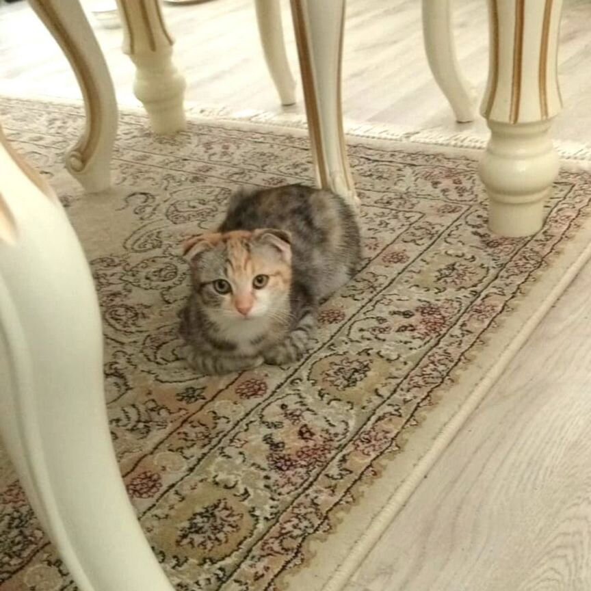 Вислоухие котята. 3 мес
