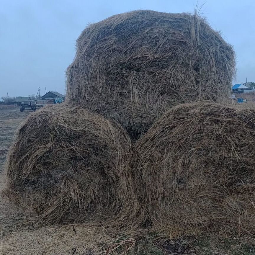 Сено в рулонах