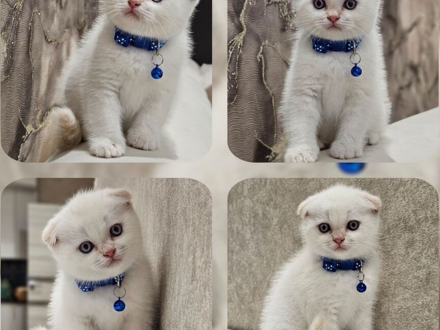 Шотландские котята