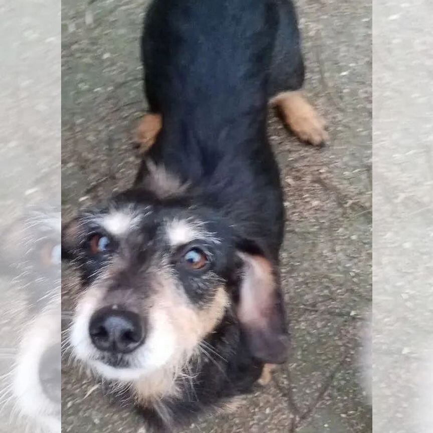 Карликовая такса, взрослая собака