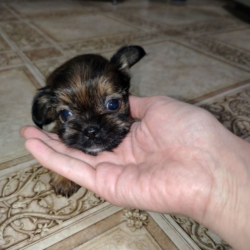 Щенки метисы