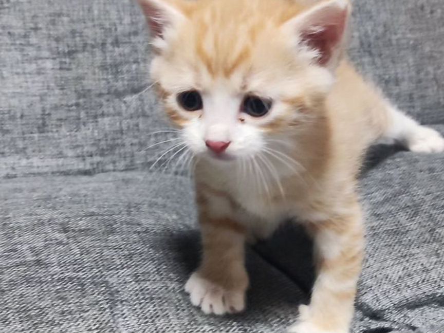 Рыжий котенок в добрые руки