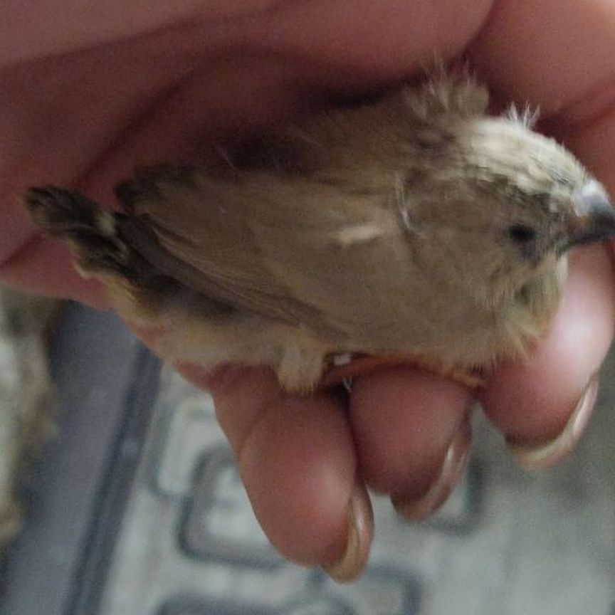 Амадины, домашние, здоровые