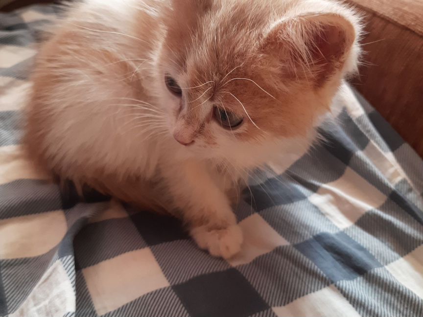 Котенок персиковый