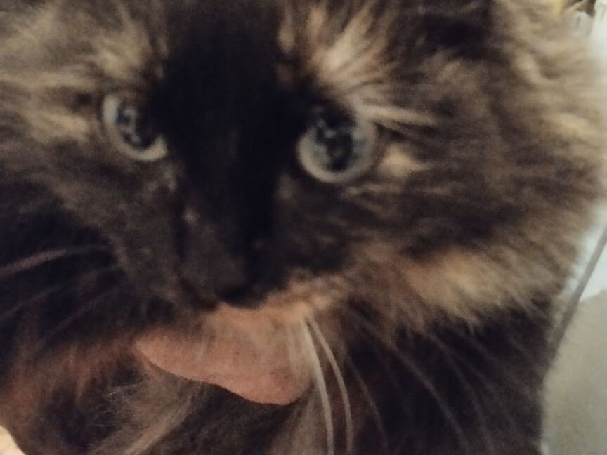 Отдам в добрые руки котика и кошку