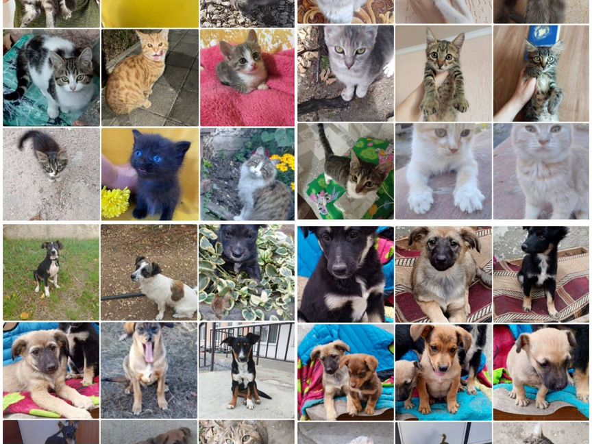 Собачки, щенки, котята, кошечки, котики ищут дом