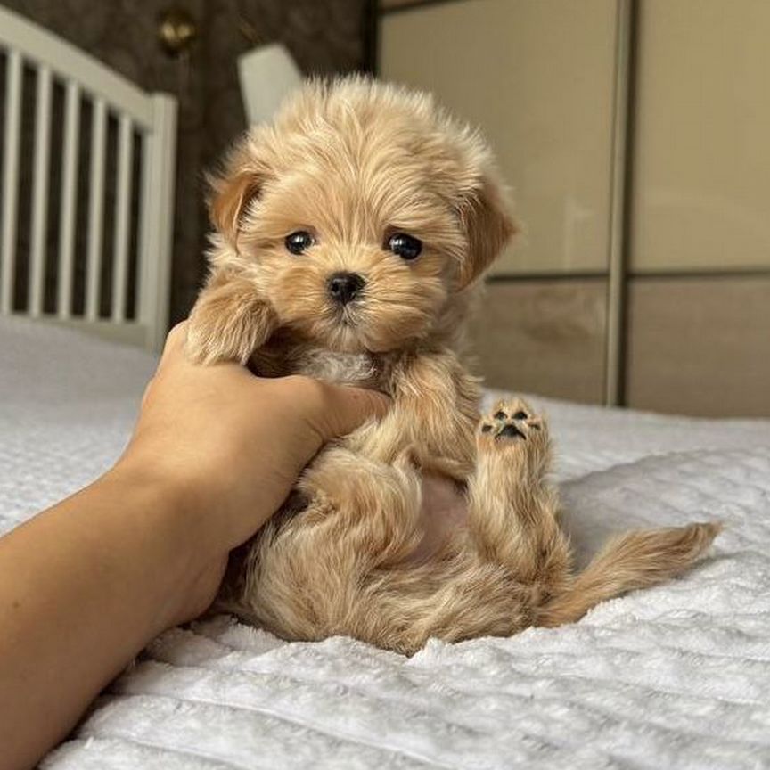 Мальтипу, щенок