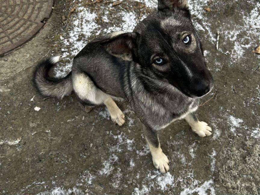 Щенок метис хаски