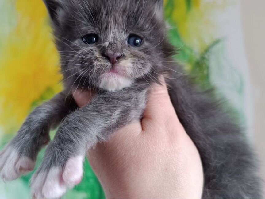 Мейн-кун мальчик биколор голубой с белым