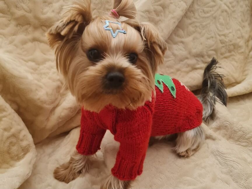 Костюм для животных