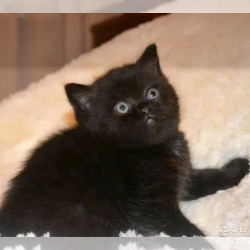 Чёрные Красотки) Скоттиш Страйт