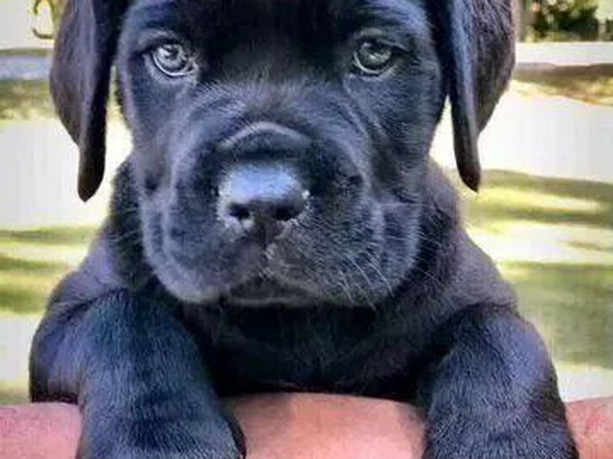 Кане Корсо Гордость Владельца