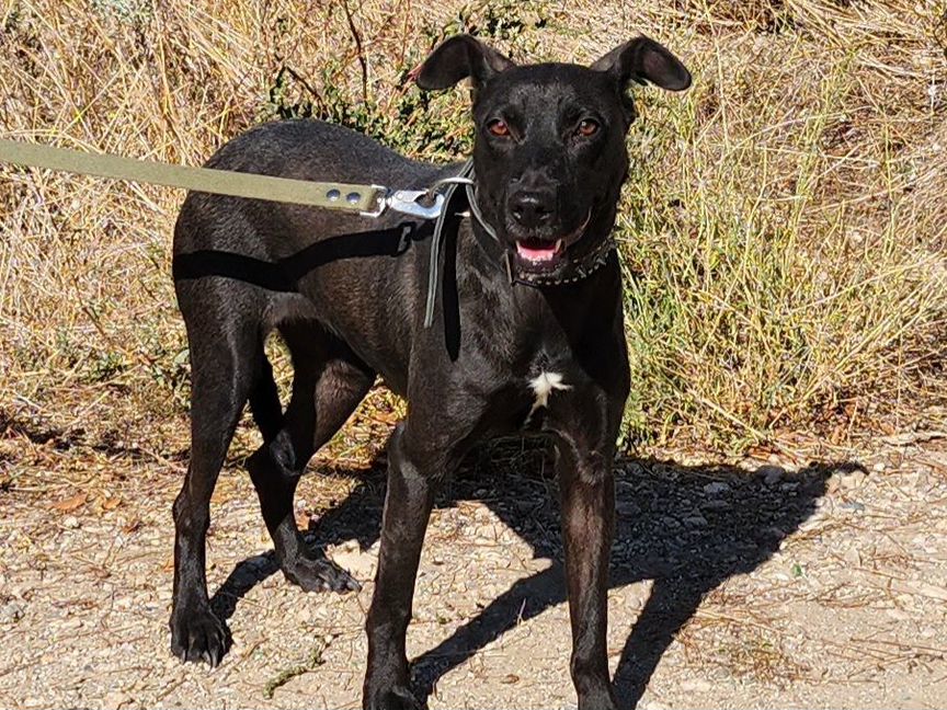 Красавица Фортуна в добрые руки