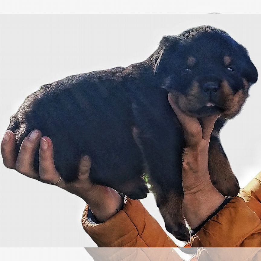 Ротвейлер, щенок