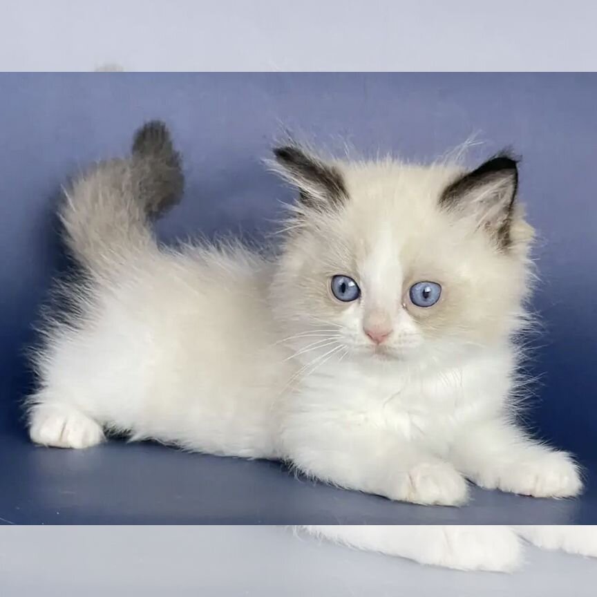 Рэгдолл котёнок
