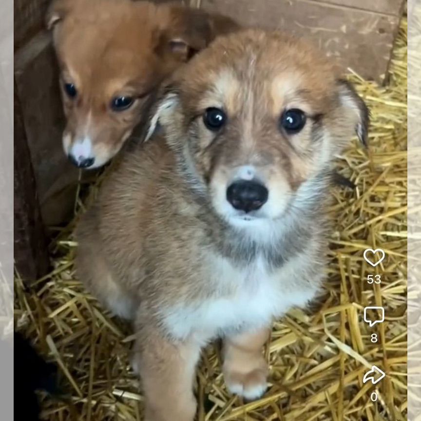 Щенок в добрые руки