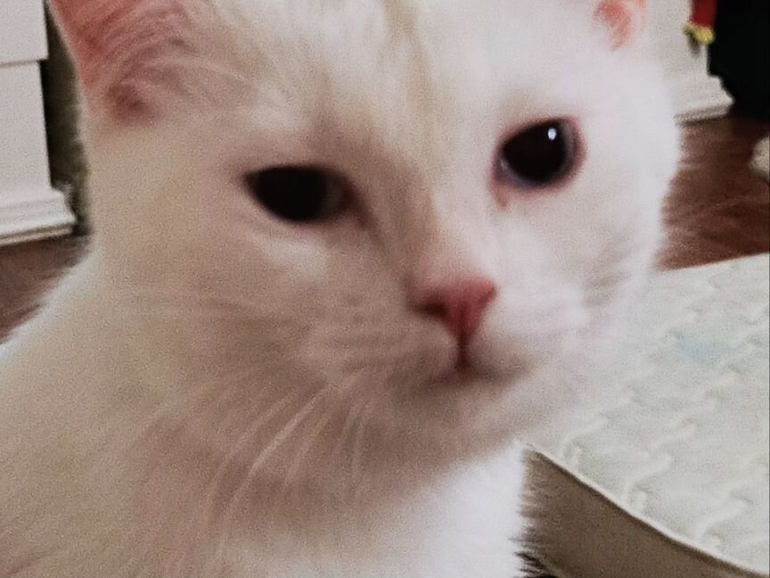 Кошка турецкая ангора