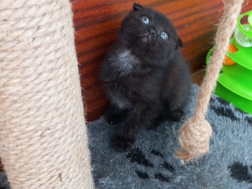 Чёрный котенок девочка вислоушка