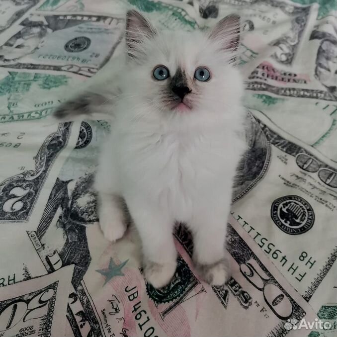 Невский маскарадный кот